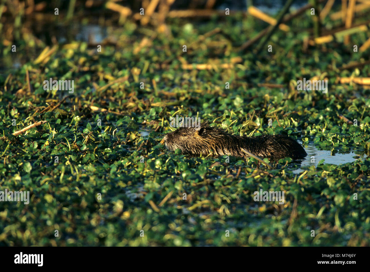 Nutria texas hi-res stock photography and images - Alamy