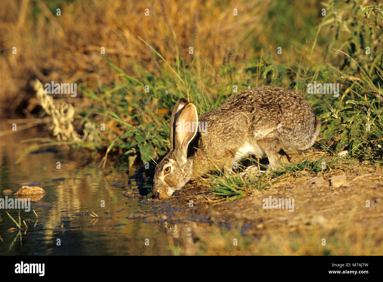 02203-00115 Black-tailed Jack Rabbit (Lepus californicus) drinking at ...