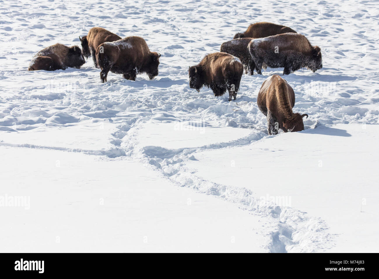 Bison feeding along the Madison River Stock Photo - Alamy