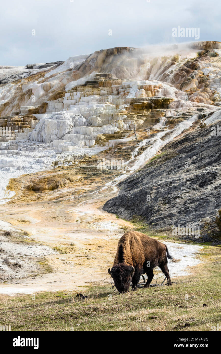 Bison in front yellowstone hi-res stock photography and images - Alamy