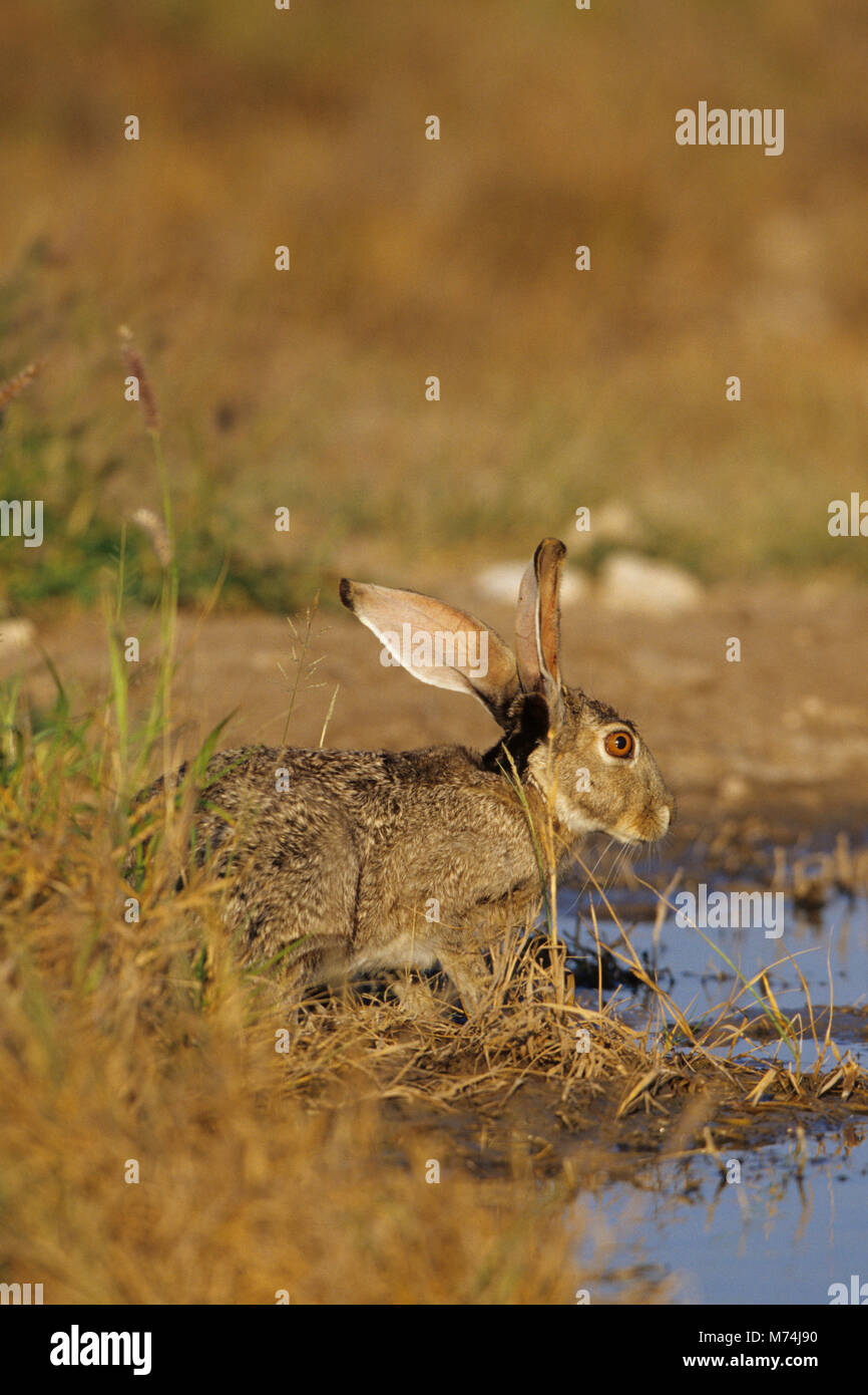 Rabbit drinking water hi-res stock photography and images - Alamy