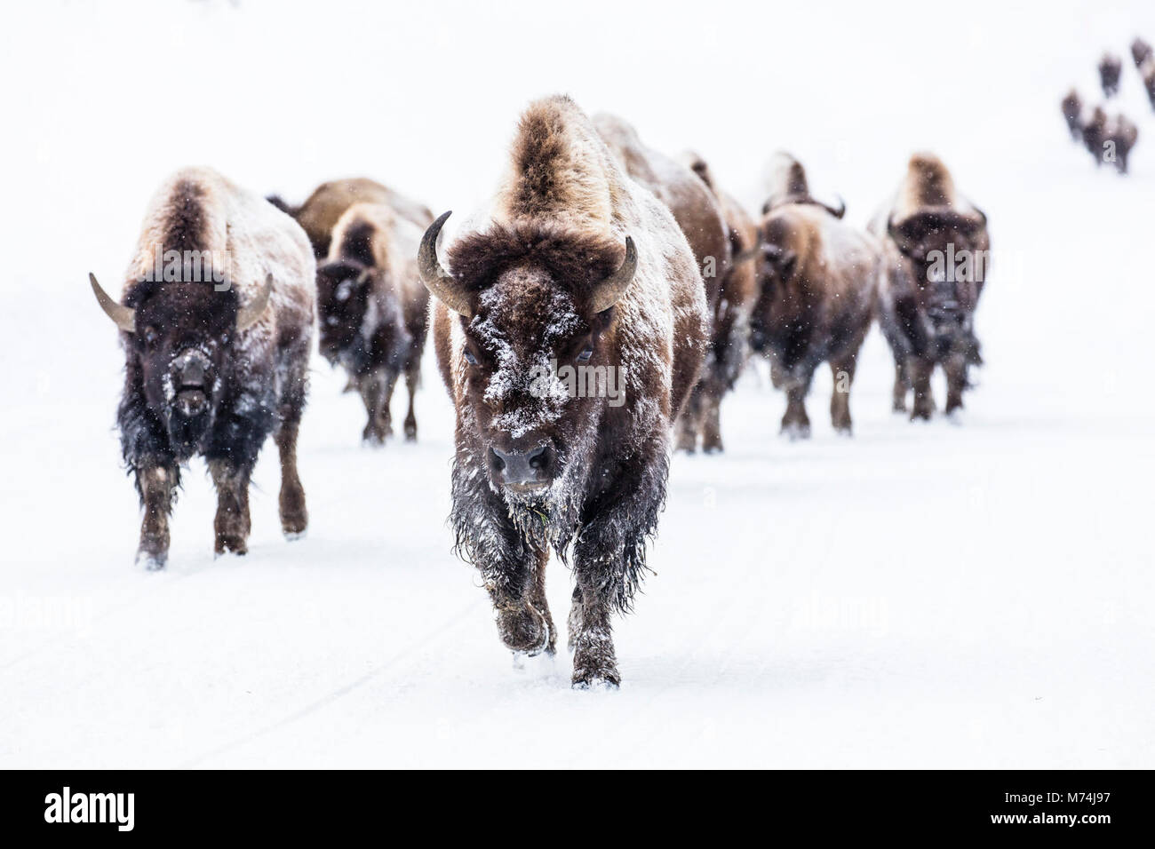 Bison yellowstone spring Cut Out Stock Images & Pictures - Alamy