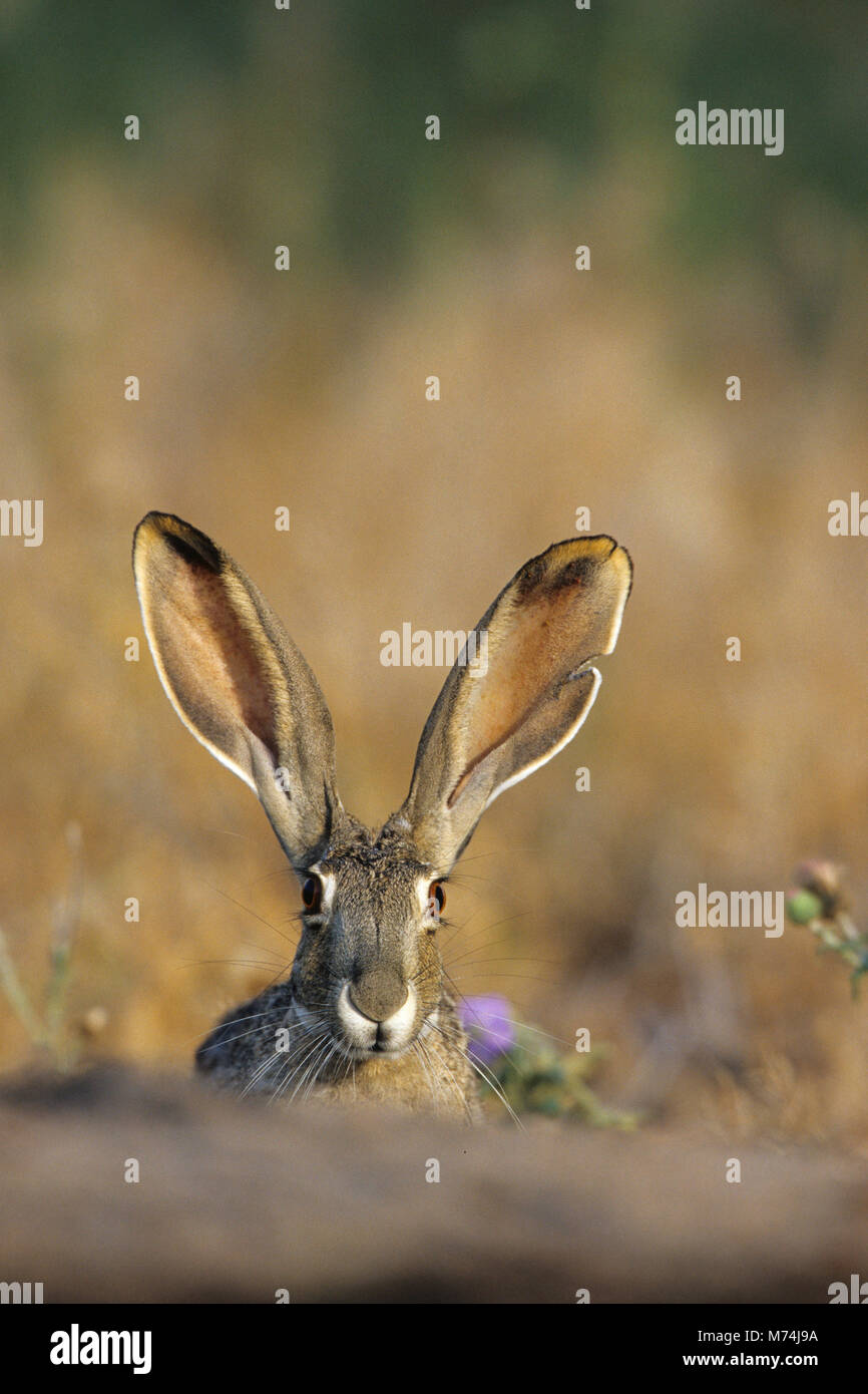 02203-003.09 Black-tailed Jack Rabbit (Lepus californicus) Starr Co. TX ...