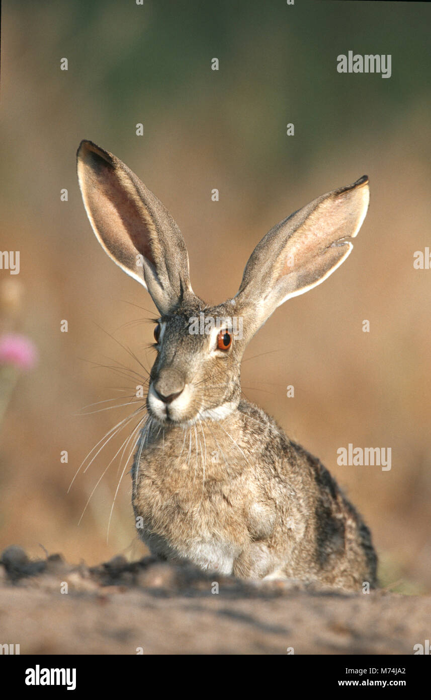 02203-003.11 Black-tailed Jack Rabbit (Lepus californicus) Starr Co. TX ...