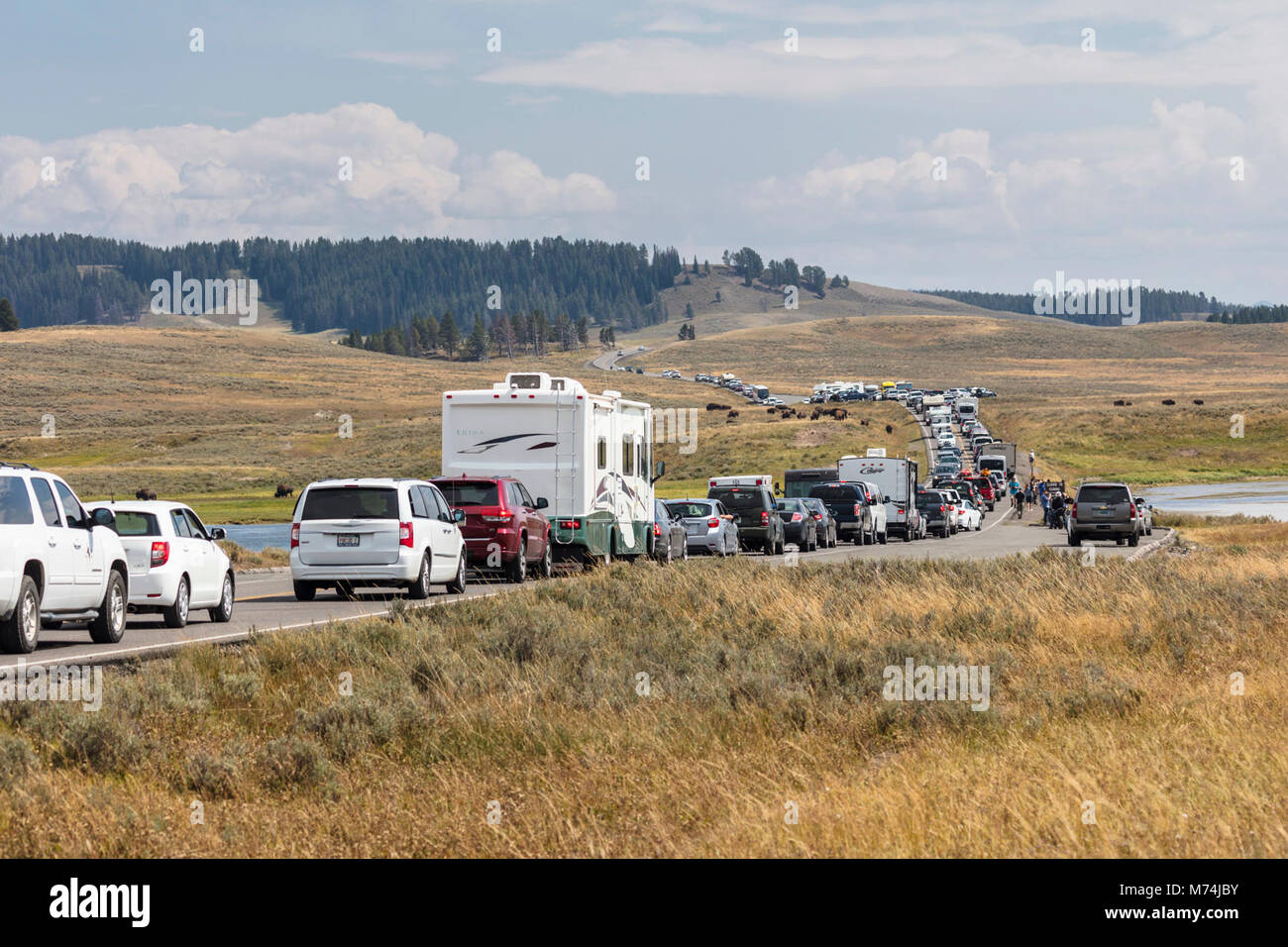 Bison Jam in Hayden Valley (wide Stock Photo - Alamy