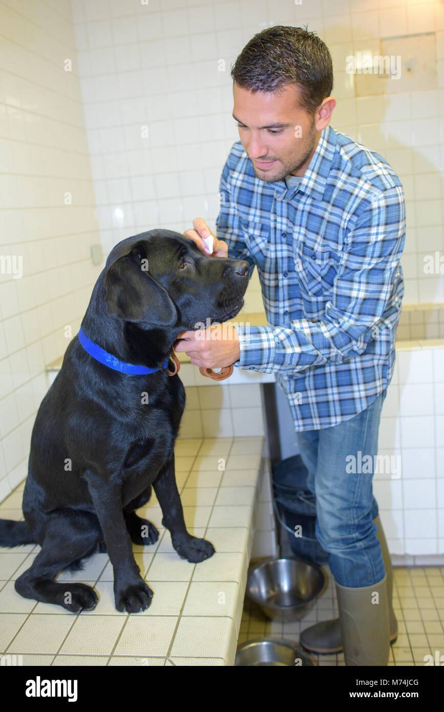 Vet with black labrador Stock Photo - Alamy