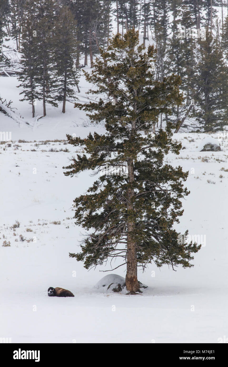 Bison Resting under a tree Stock Photo - Alamy