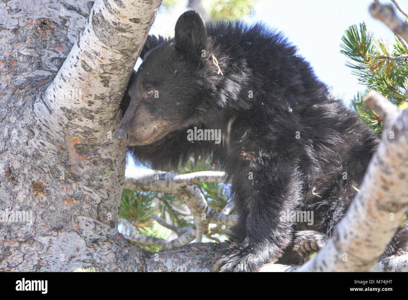 Whitebark pine yellowstone hi-res stock photography and images - Alamy
