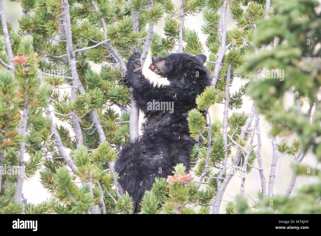 Black bear in whitebark pine Stock Photo - Alamy