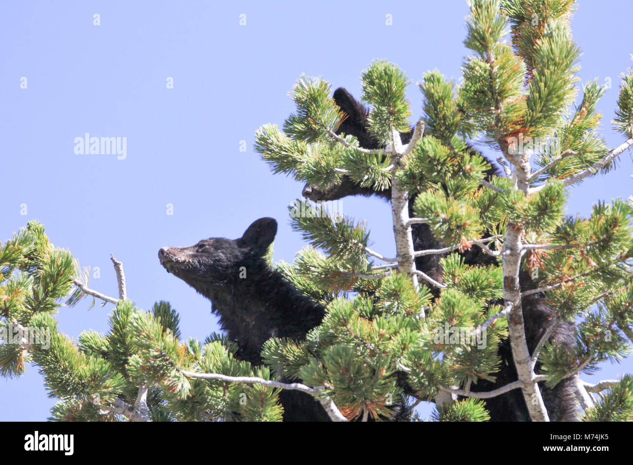 Whitebark pine yellowstone hi-res stock photography and images - Alamy