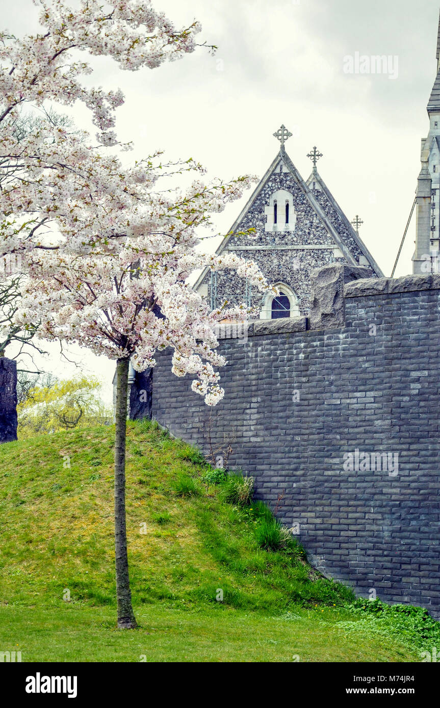 Cherry blossom trees with part of stone church in the background on an ...