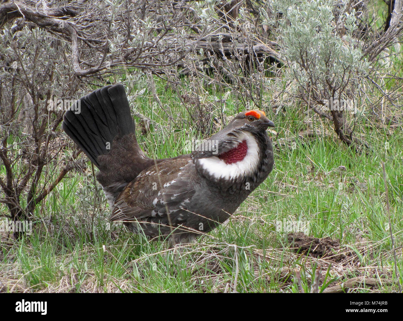 Breeding male dusky grouse. Dusky grouse Stock Photo - Alamy