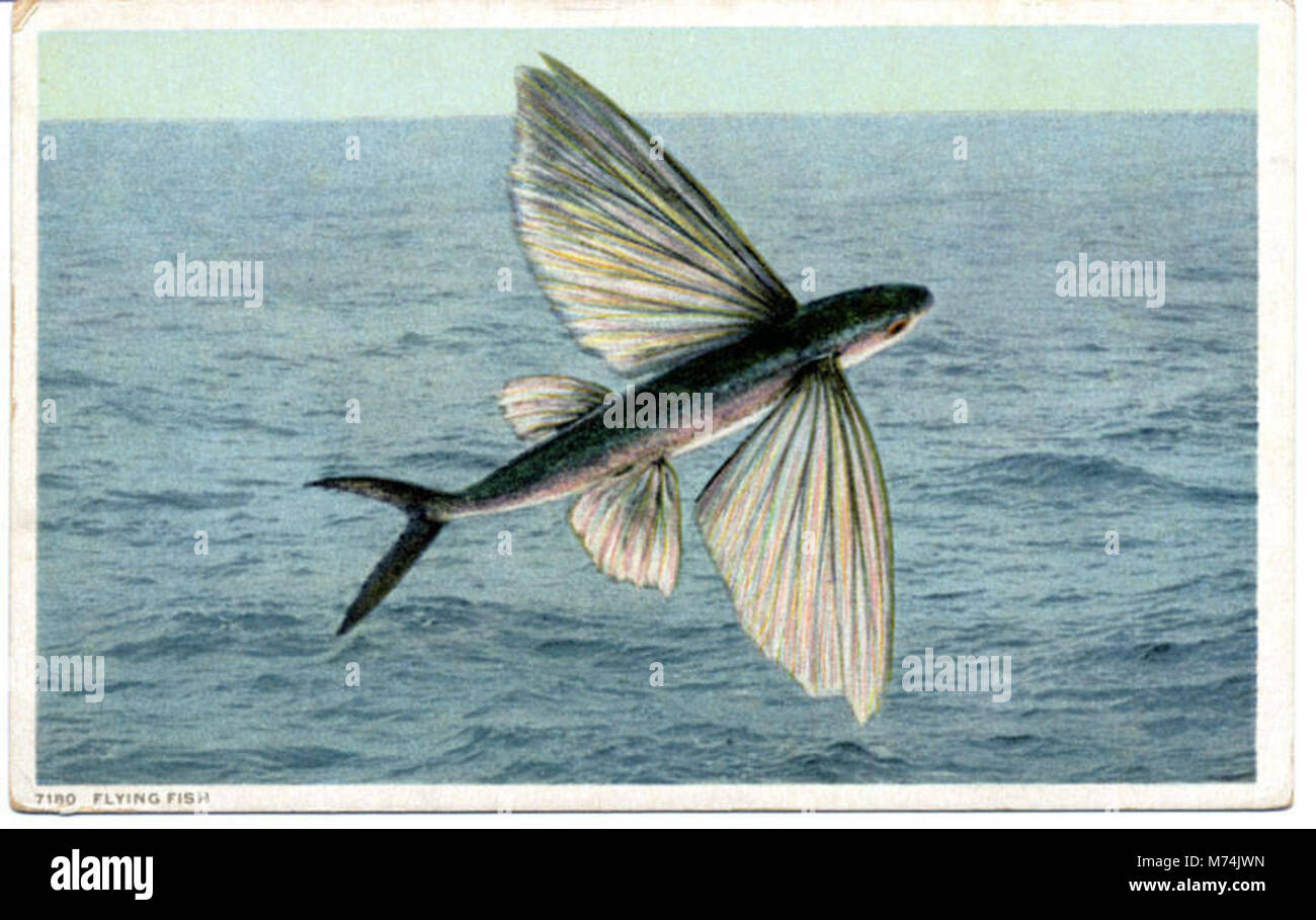 The flying fish, captured in this image, is shown in its natural state ...