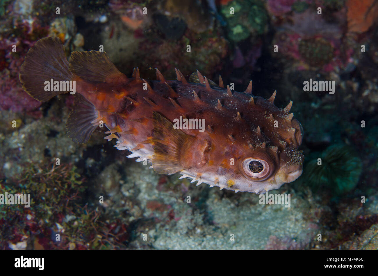 Porcupinesish, Orbicular Burrfish, Cyclichthys orbicularis, Diodontidae ...