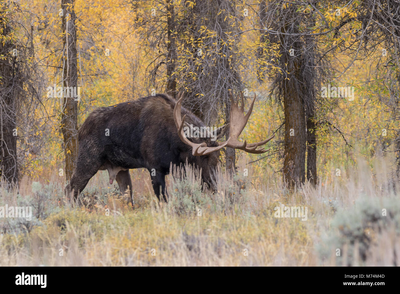 Bull Moose in the Fall Rut Stock Photo - Alamy