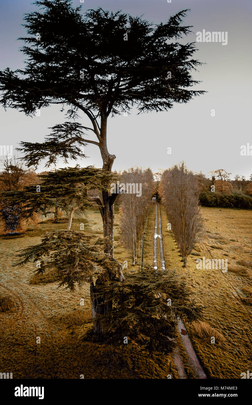 Tree lined track through autumn fields Stock Photo - Alamy