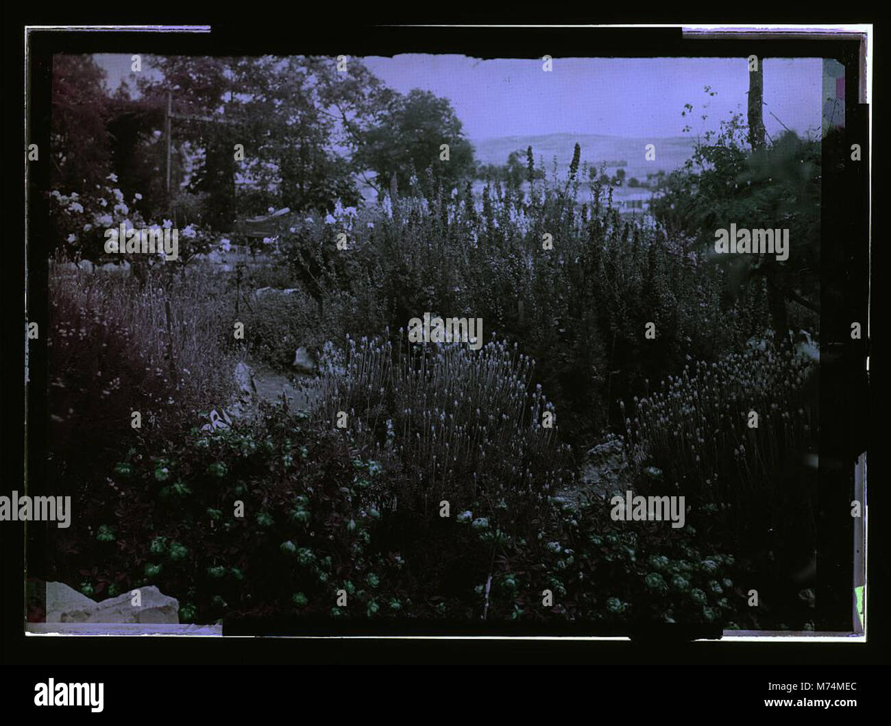 A detailed photograph of a garden, possibly taken in the early 20th ...