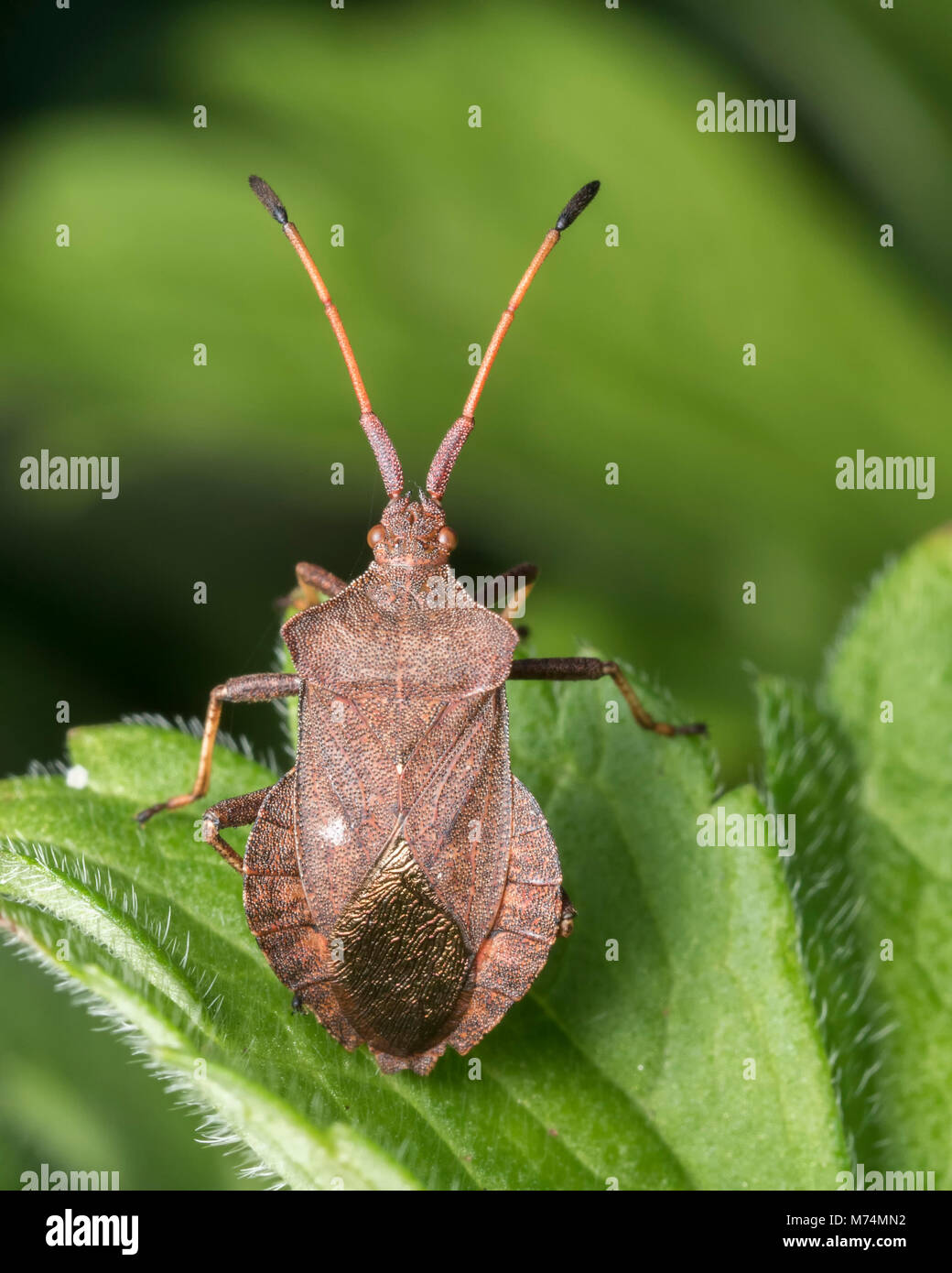 Dock Bug (Coreus marginatus) resting on plant leaf. Tipperary, Ireland ...