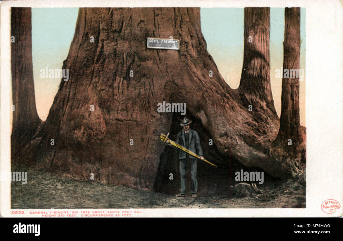 General Fremont is a towering tree located in Big Tree Grove. It stands ...