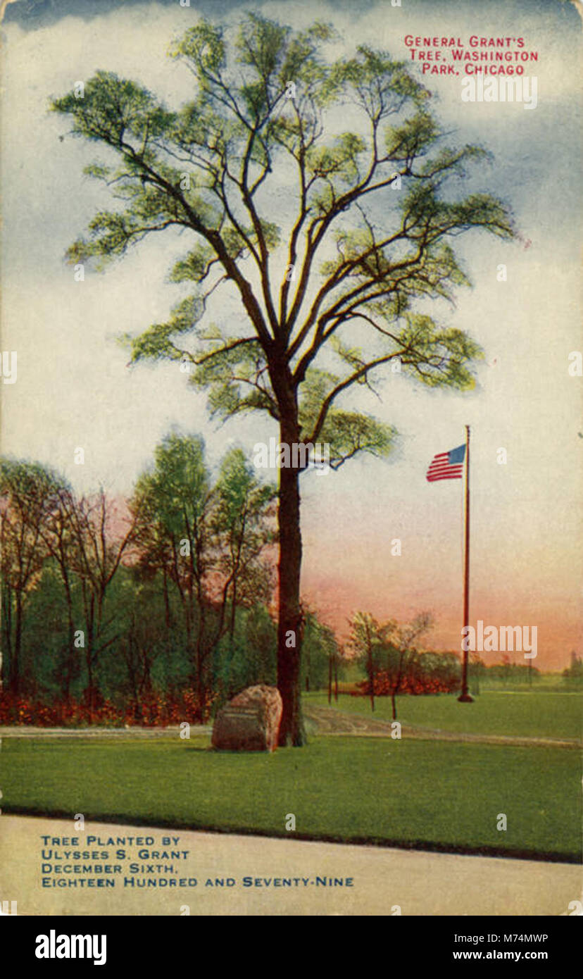 An image of General Grant's Tree located in Washington Park, Chicago ...