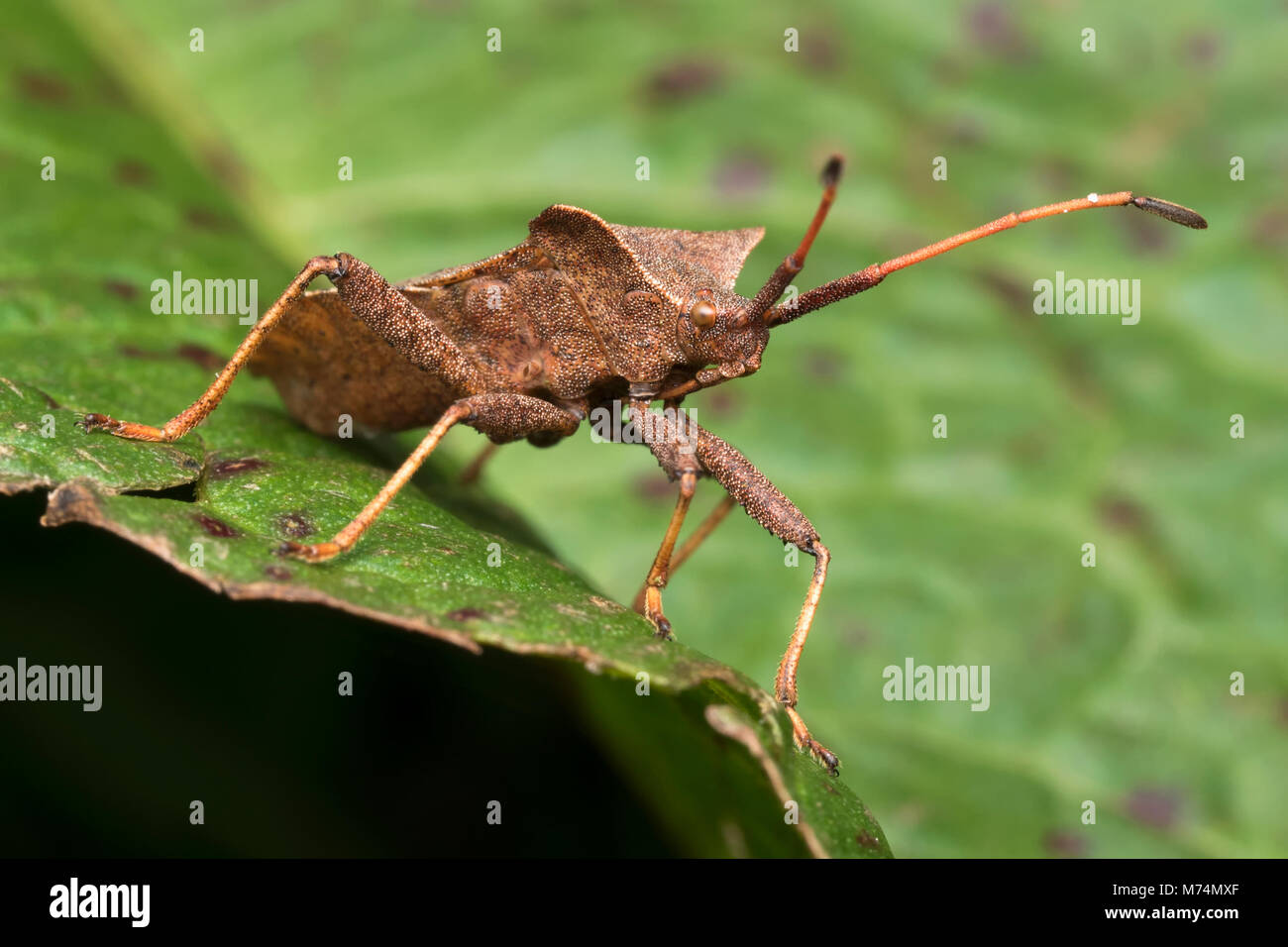 Dock Bug (Coreus marginatus) sitting on dock leaf. Tipperary, Ireland ...