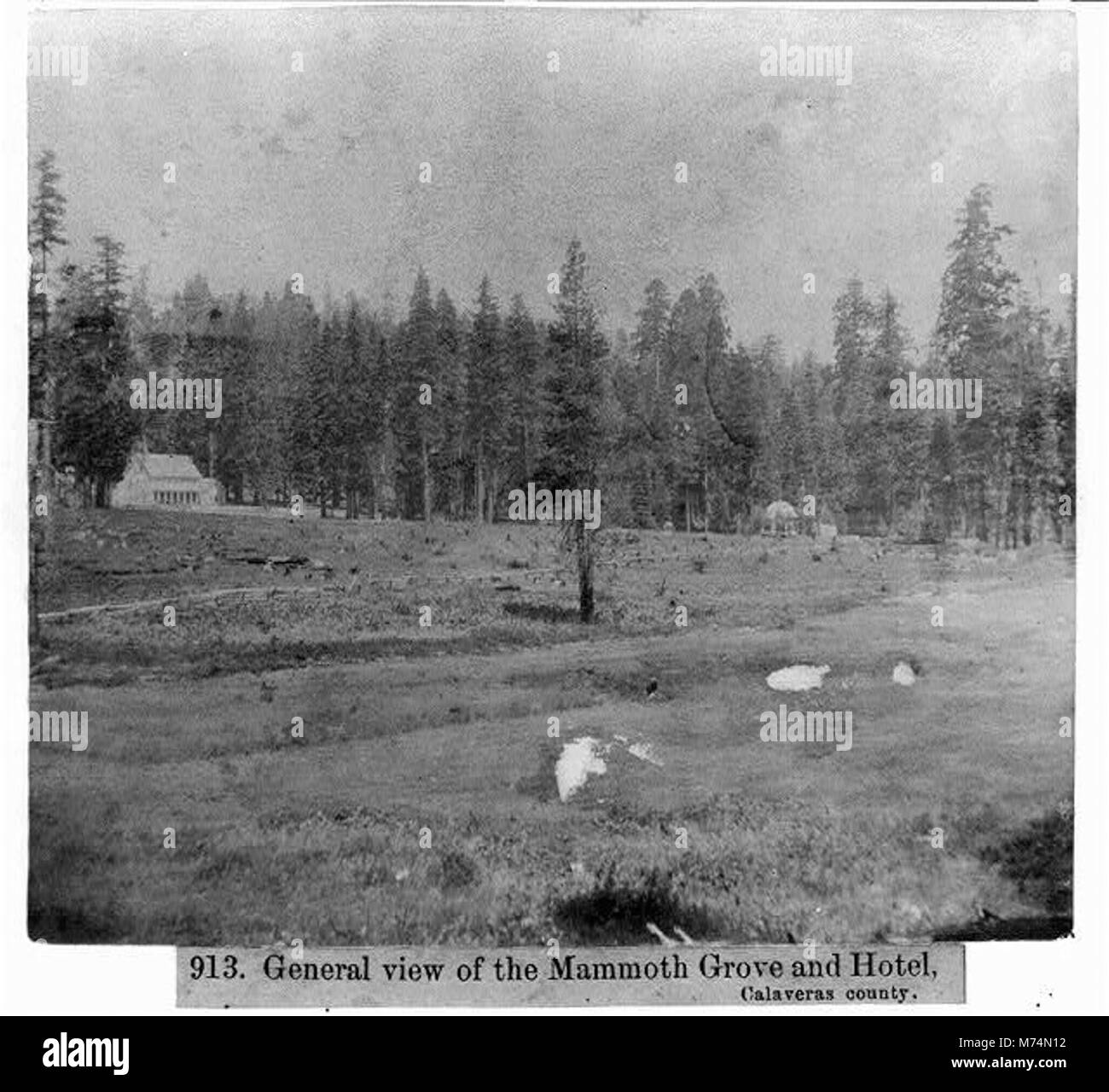 The Mammoth Grove in Calaveras County, California, is famous for its ...