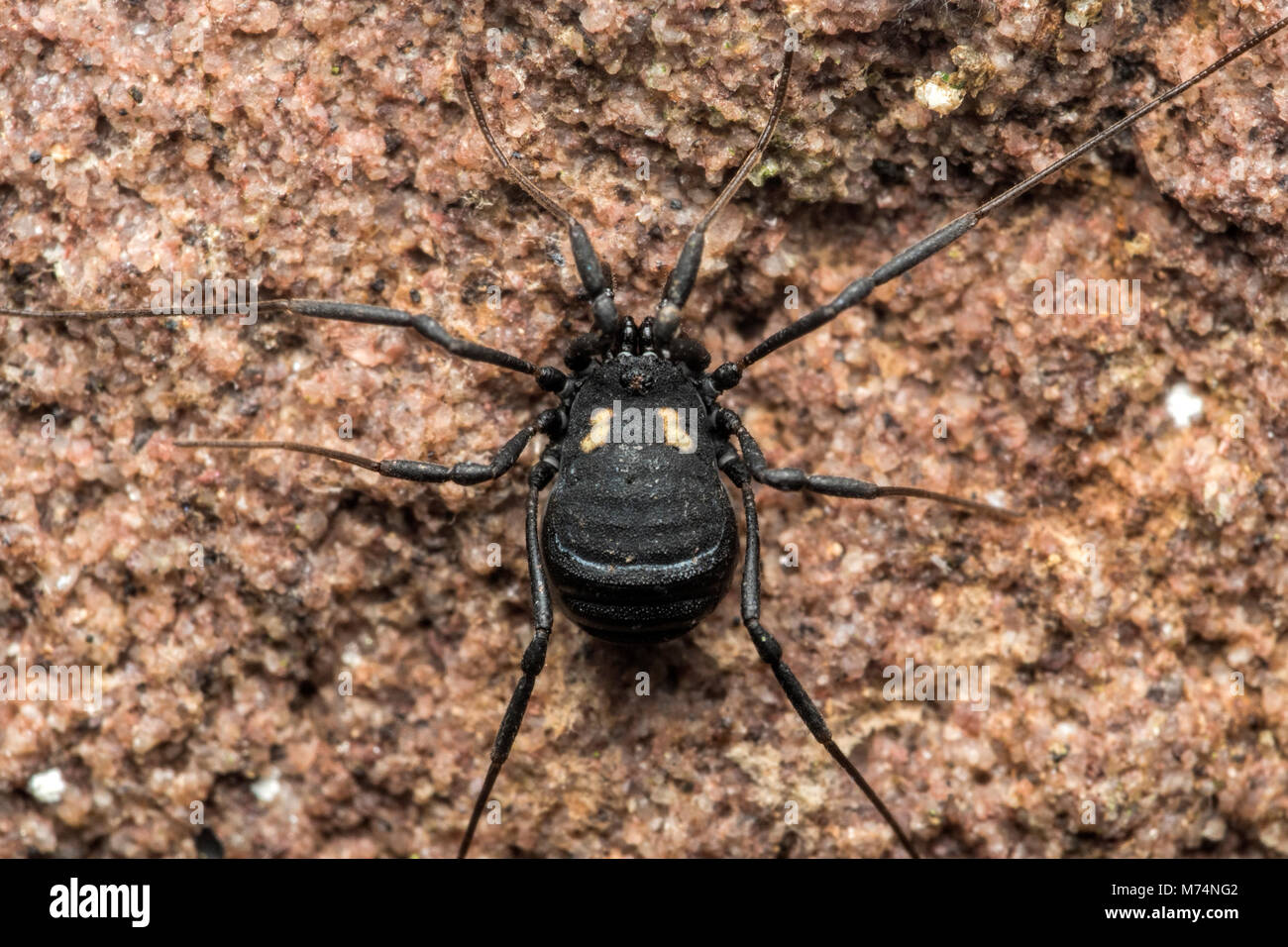 Harvestman (Nemastoma bimaculatum) resting underneath a rock in ...