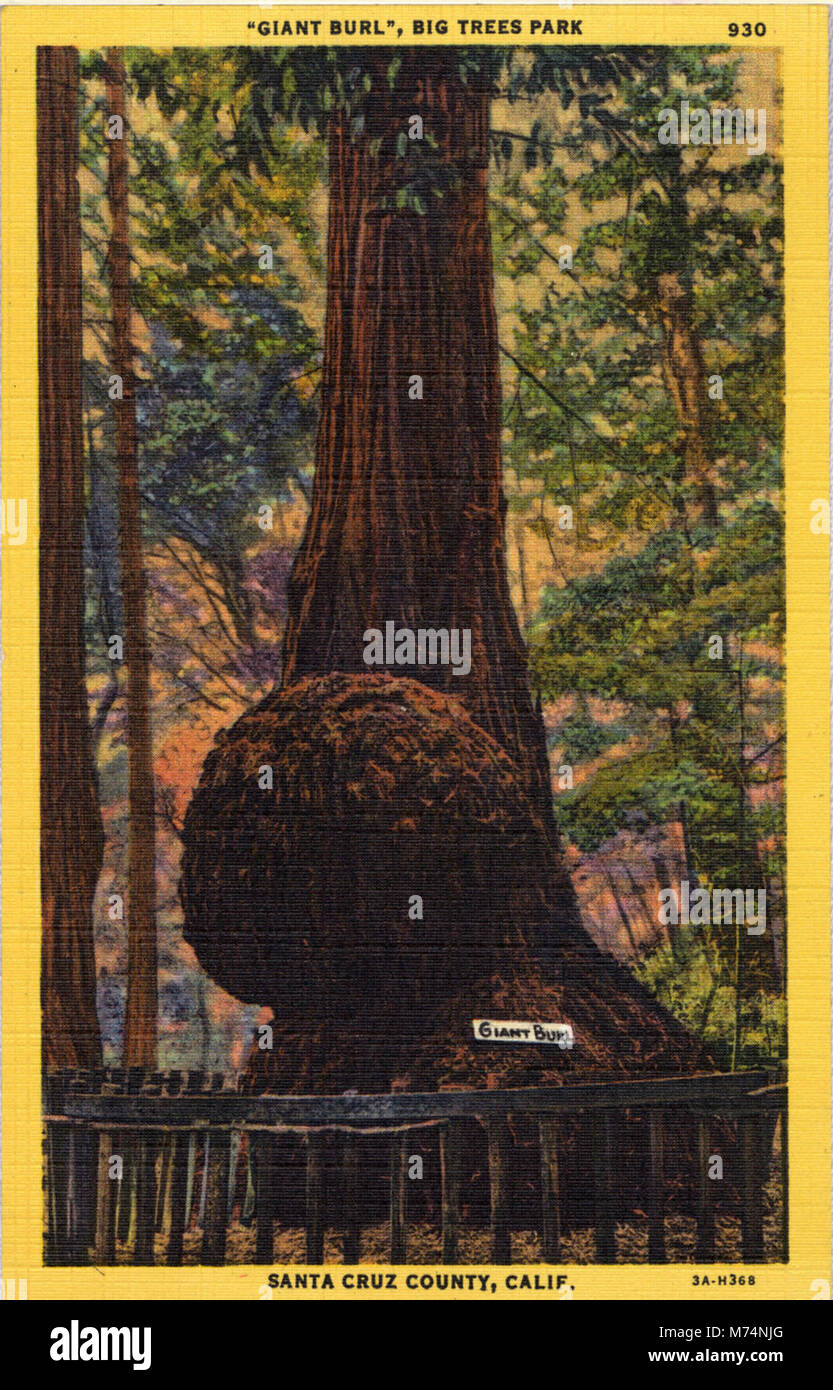 A photograph from Giant Burl Big Trees Park, highlighting the giant ...