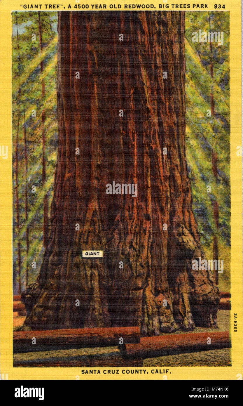 A towering tree in Big Trees Park, renowned for its immense size. This ...