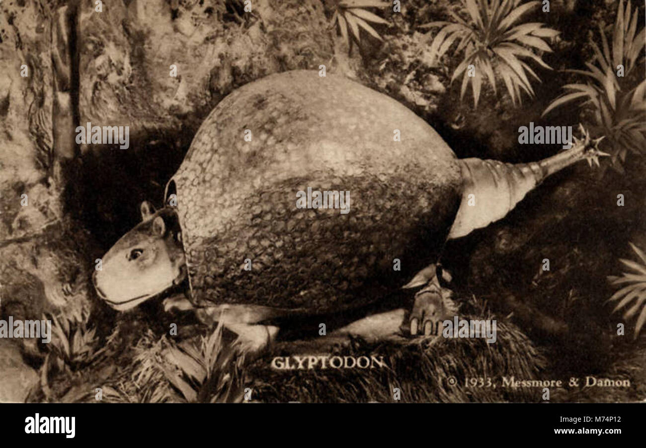 The Glyptodon is an extinct genus of large, armored mammals closely ...