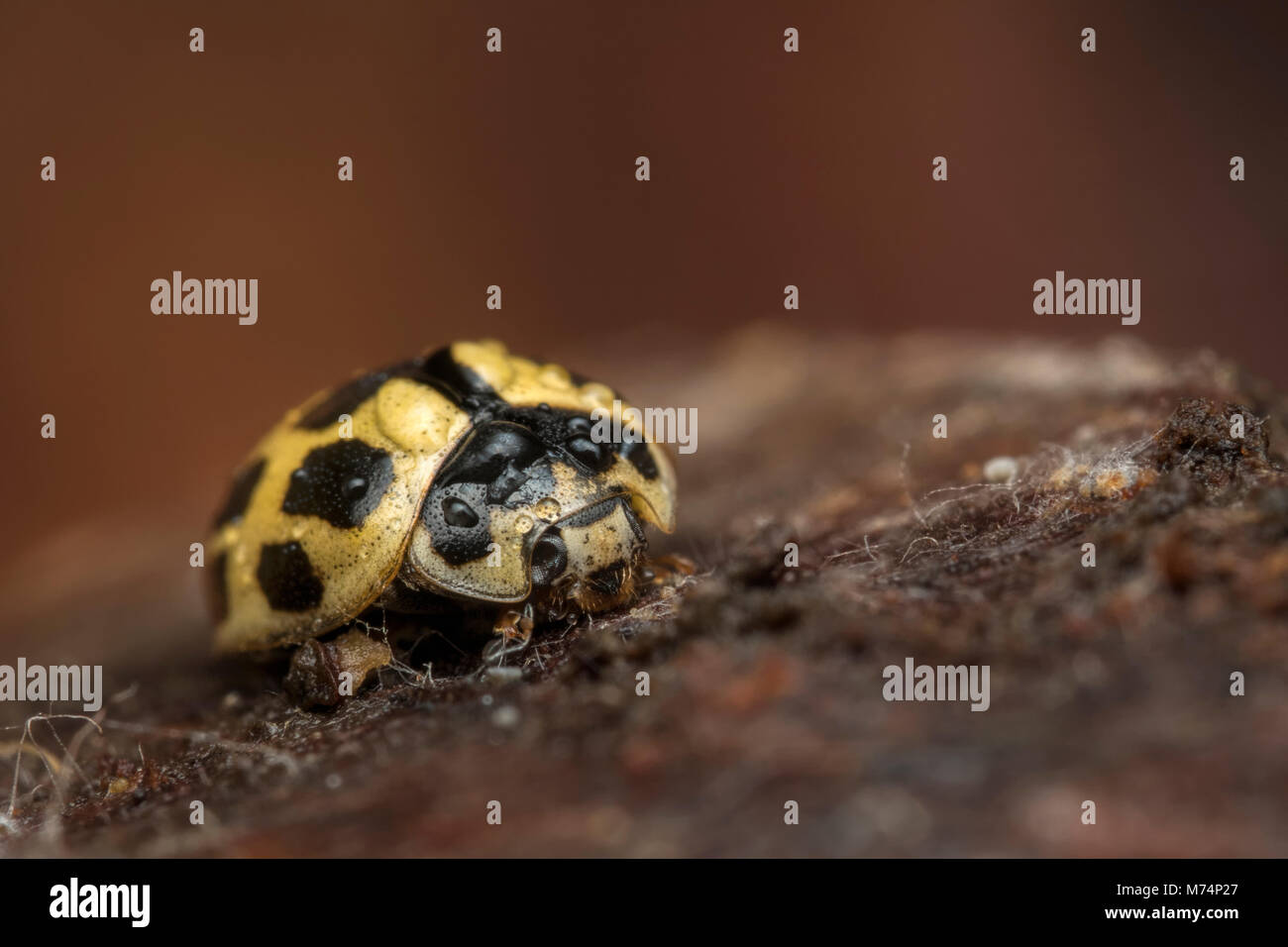 Hibernating 14 spot ladybird hi-res stock photography and images - Alamy