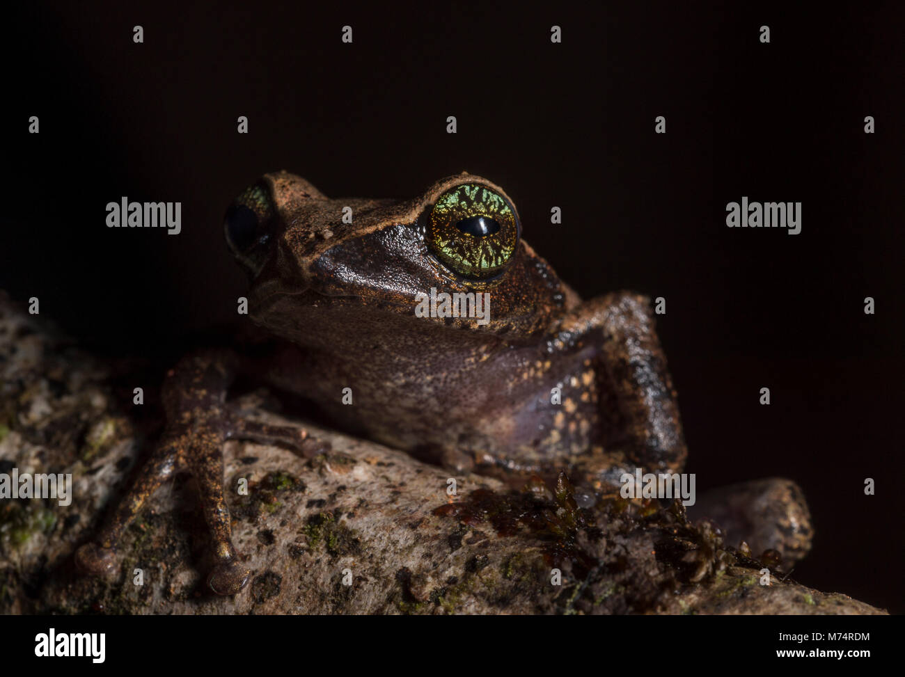 Munnar bush frog hi-res stock photography and images - Alamy