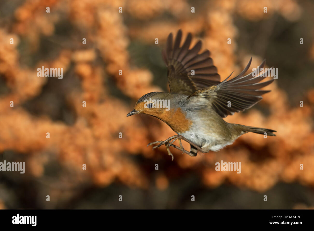 Robin in flight Stock Photo - Alamy