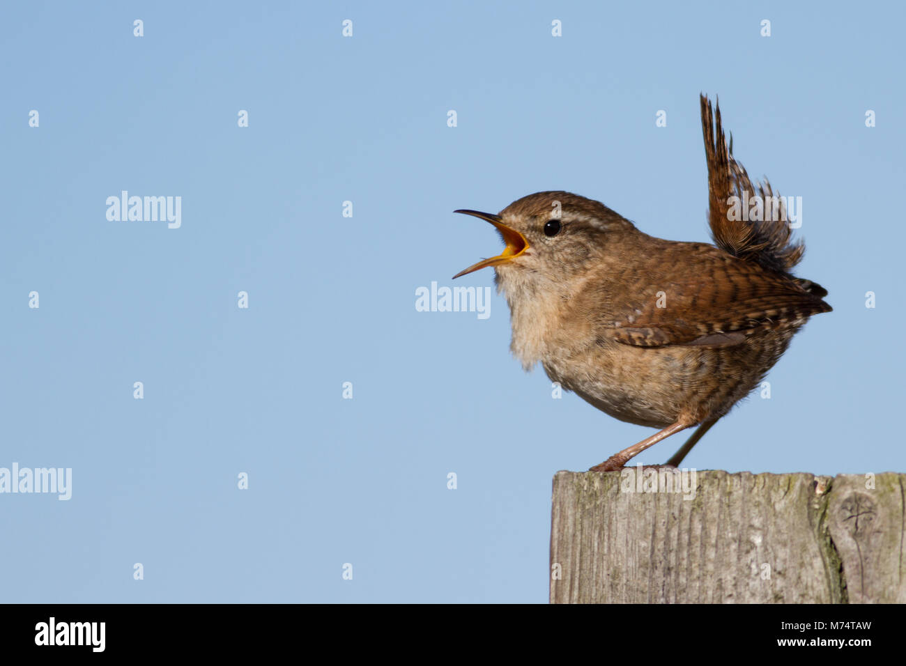 Tim wren hi-res stock photography and images - Alamy