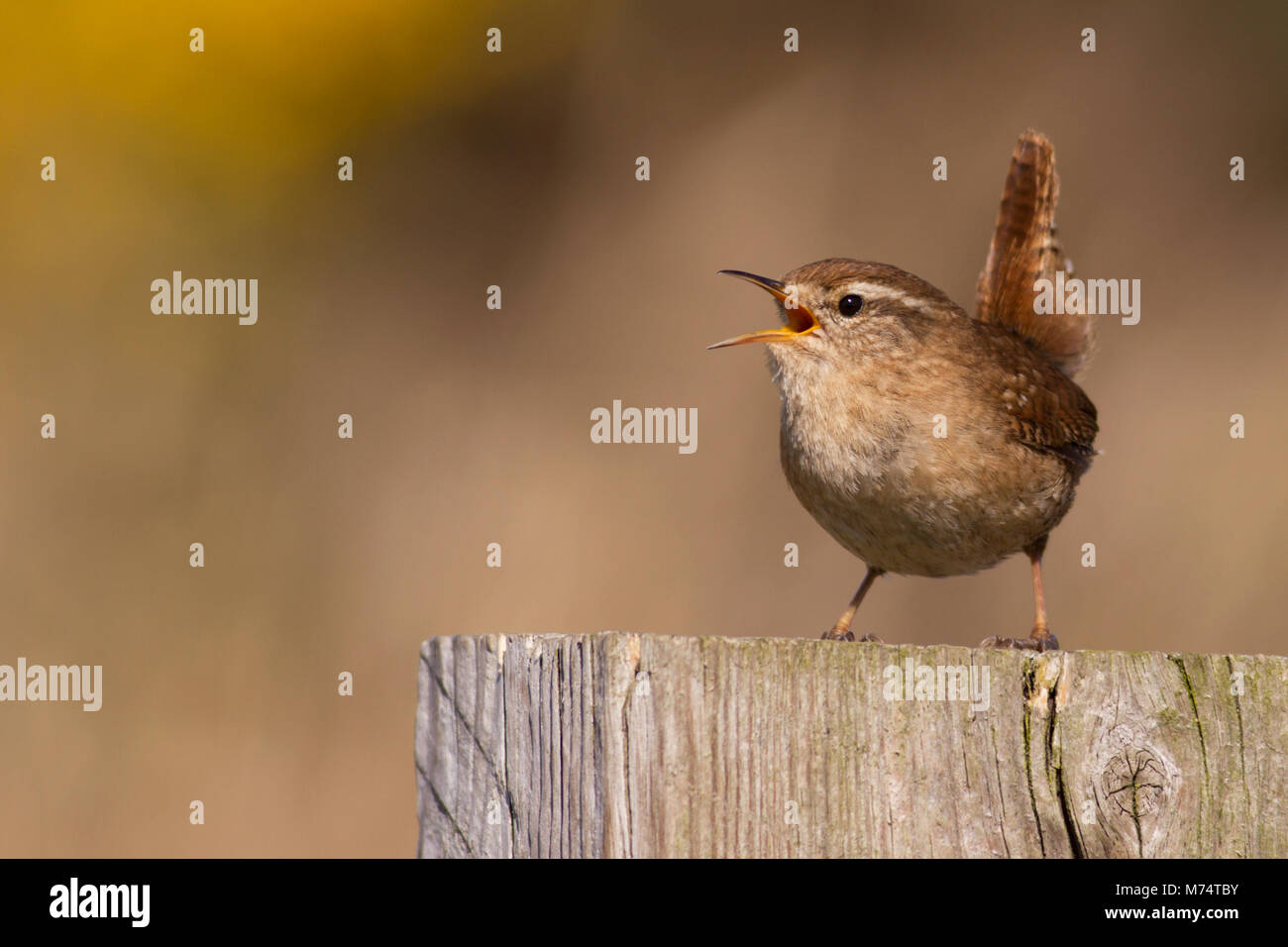 Tim wren hi-res stock photography and images - Alamy