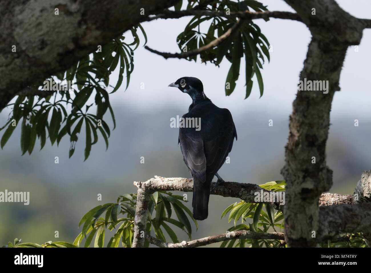 Bare-necked Fruit Crow Stock Photo - Alamy