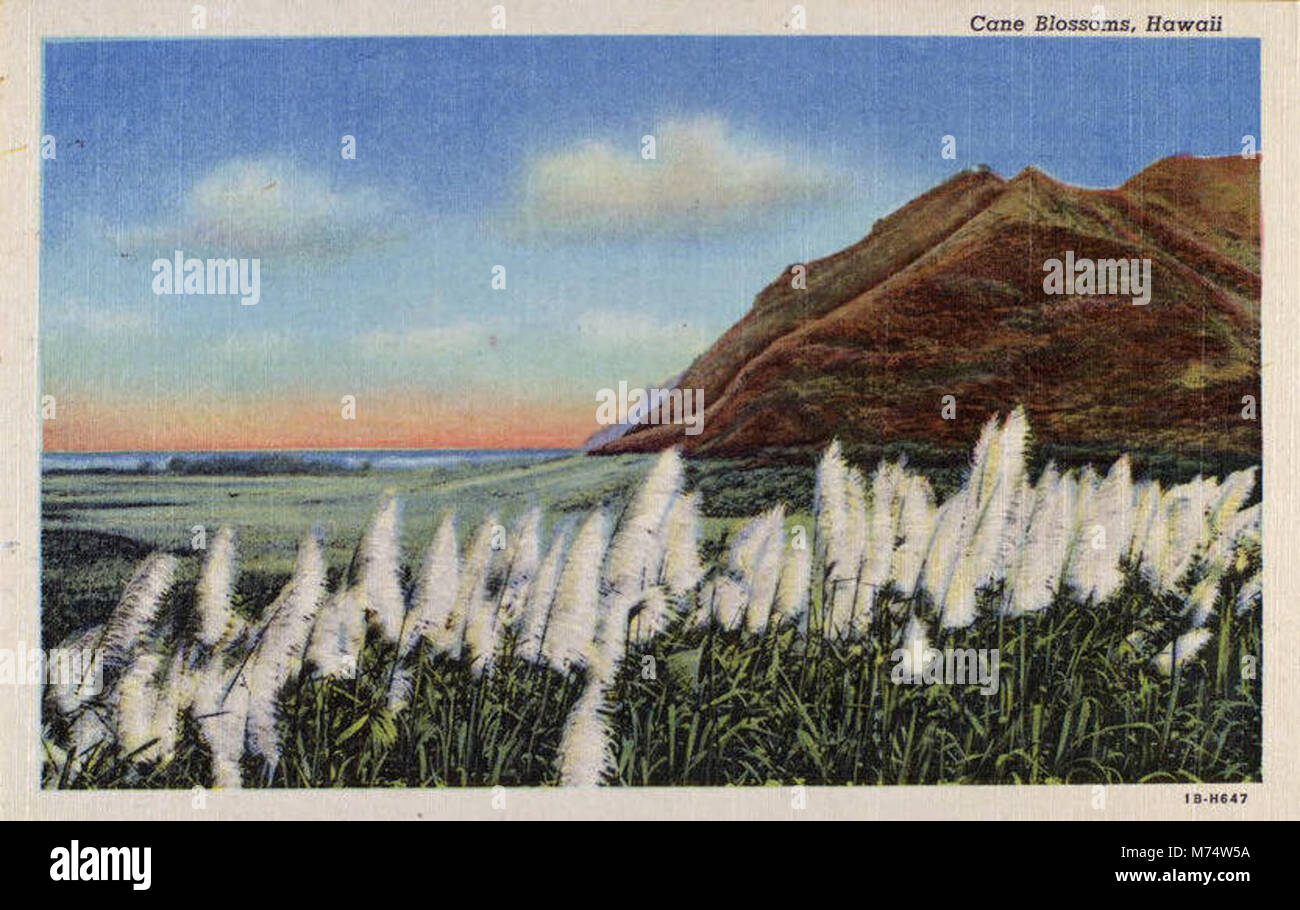 Hawaii - Cane Blossoms (NBY 430946 Stock Photo - Alamy