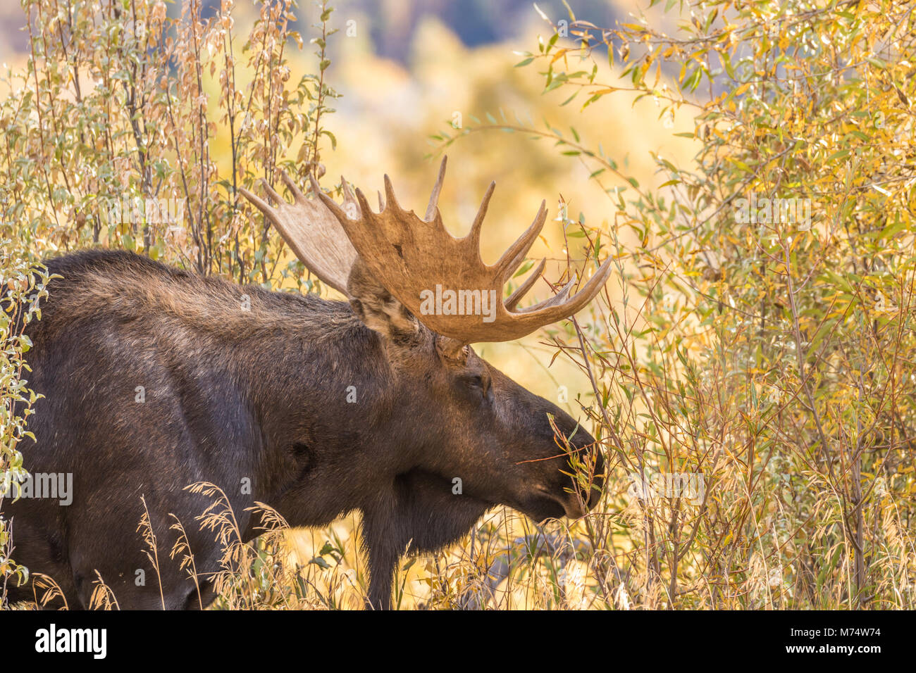 Bull Moose in the Fall Rut Stock Photo - Alamy