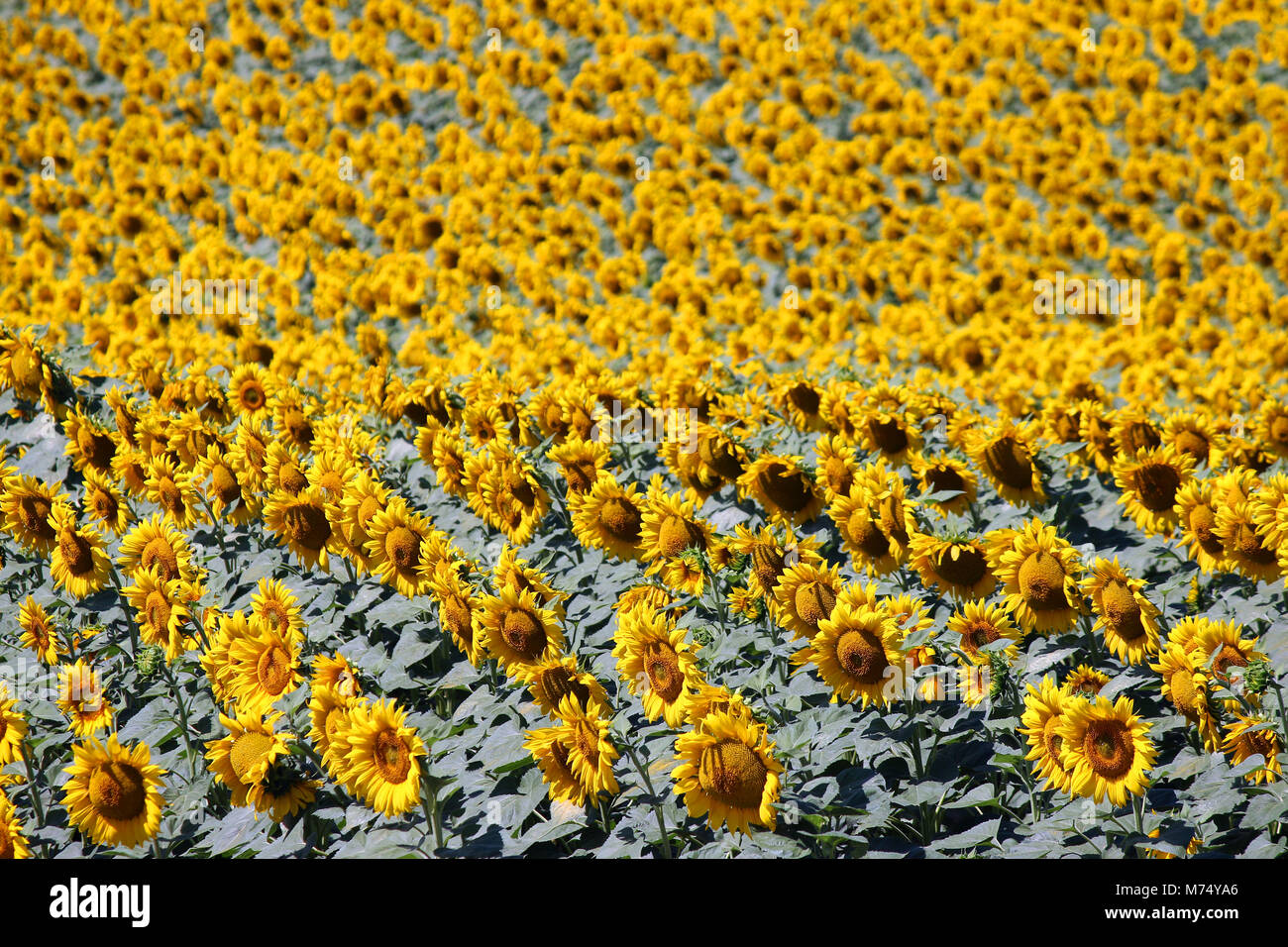 Sunflower field summer landscape agriculture Stock Photo - Alamy