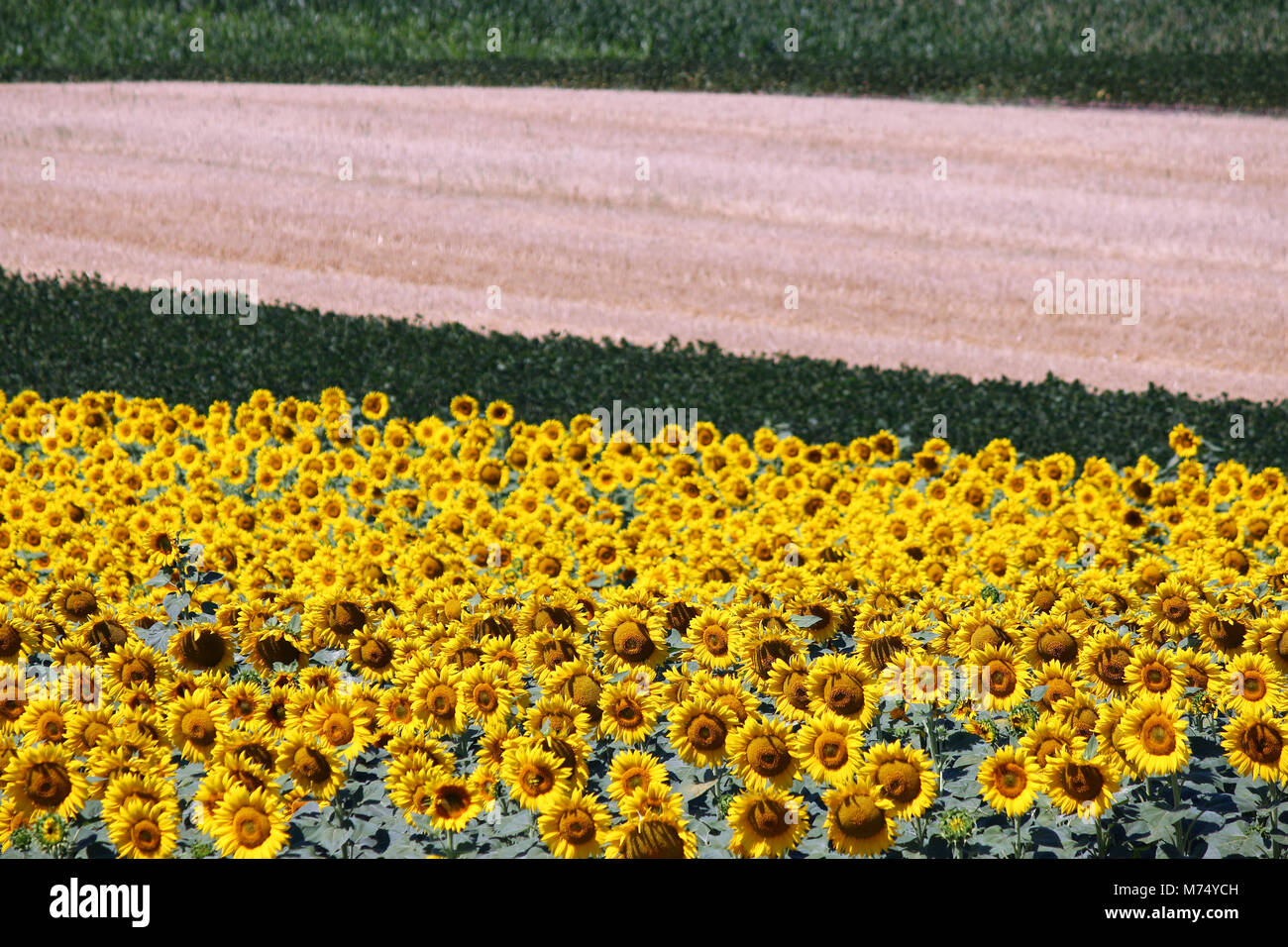 Sunflower farm landscape hi-res stock photography and images - Alamy