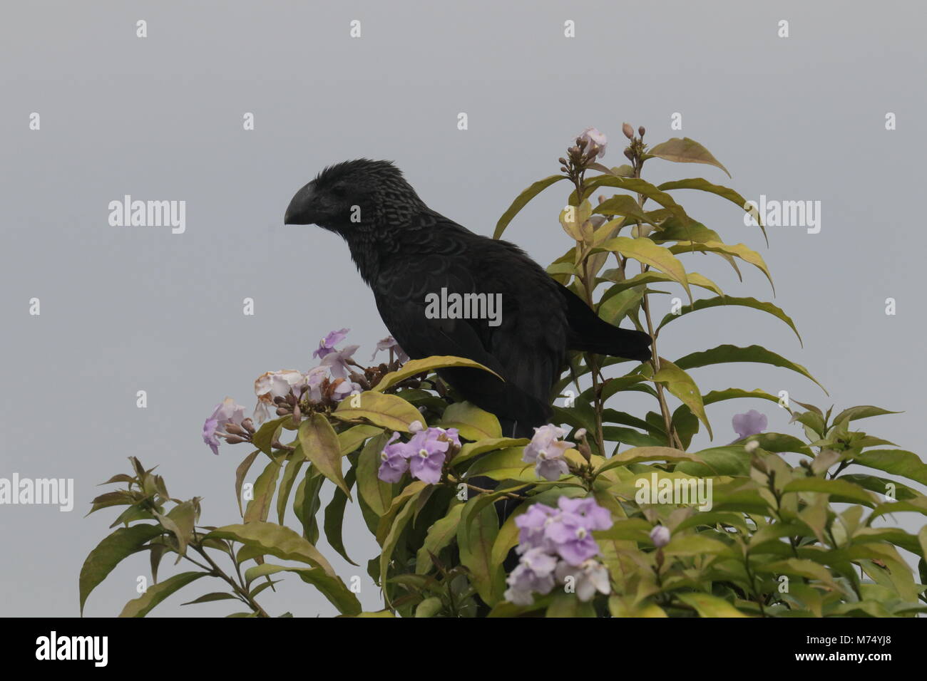 Ani today hi-res stock photography and images - Alamy