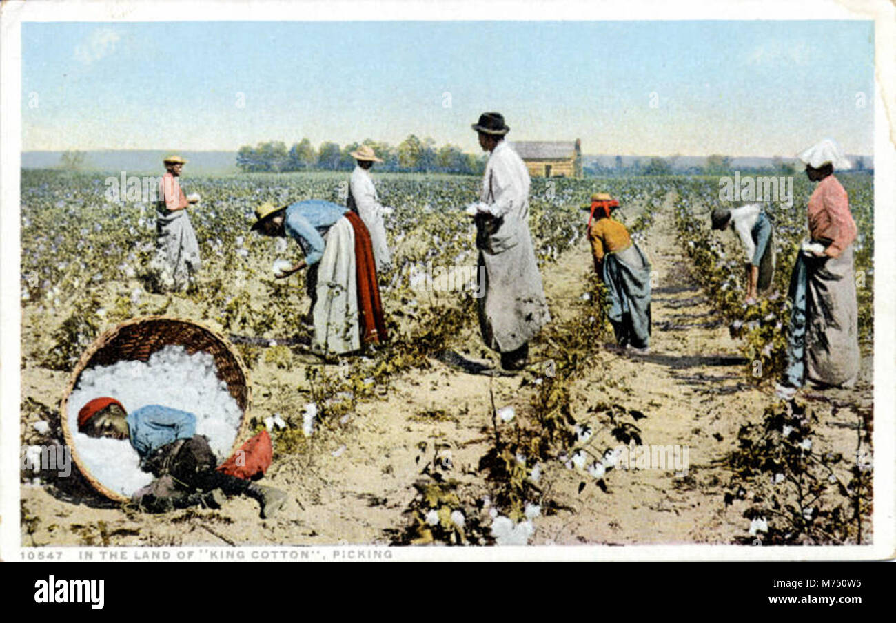 This photograph depicts cotton picking in the southern United States ...