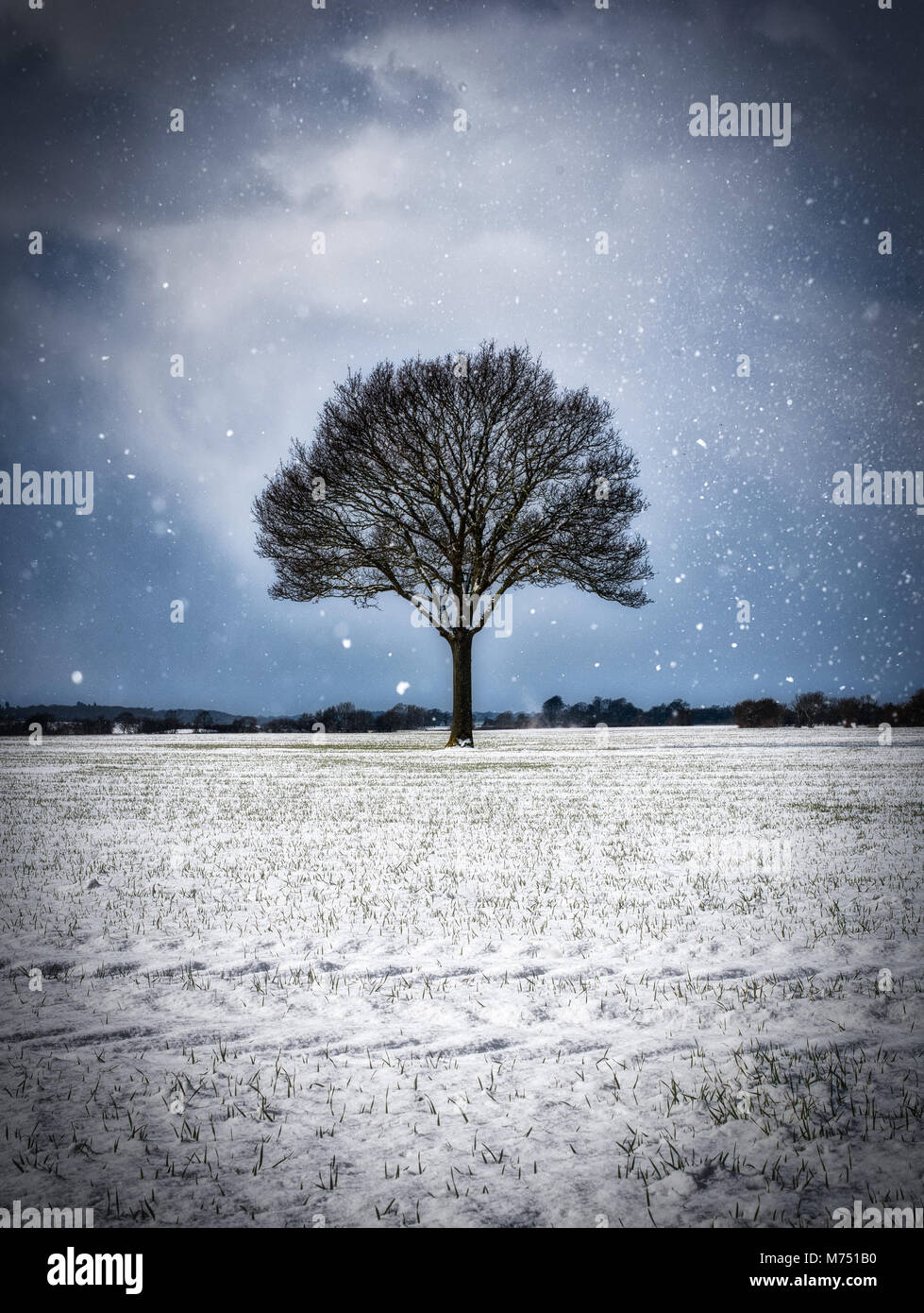 solo winter tree Stock Photo - Alamy