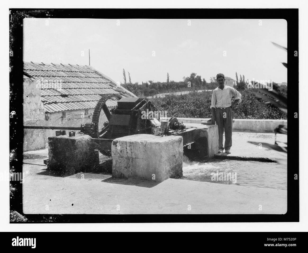 The cultivation of Jaffa oranges, a renowned variety of citrus grown ...