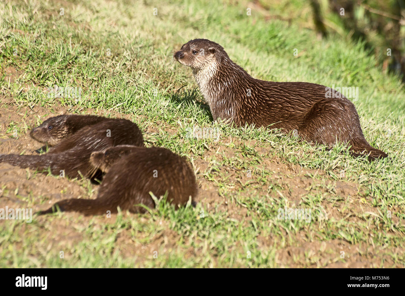British Otter Lutra Lutra Surrey Stock Photo - Alamy