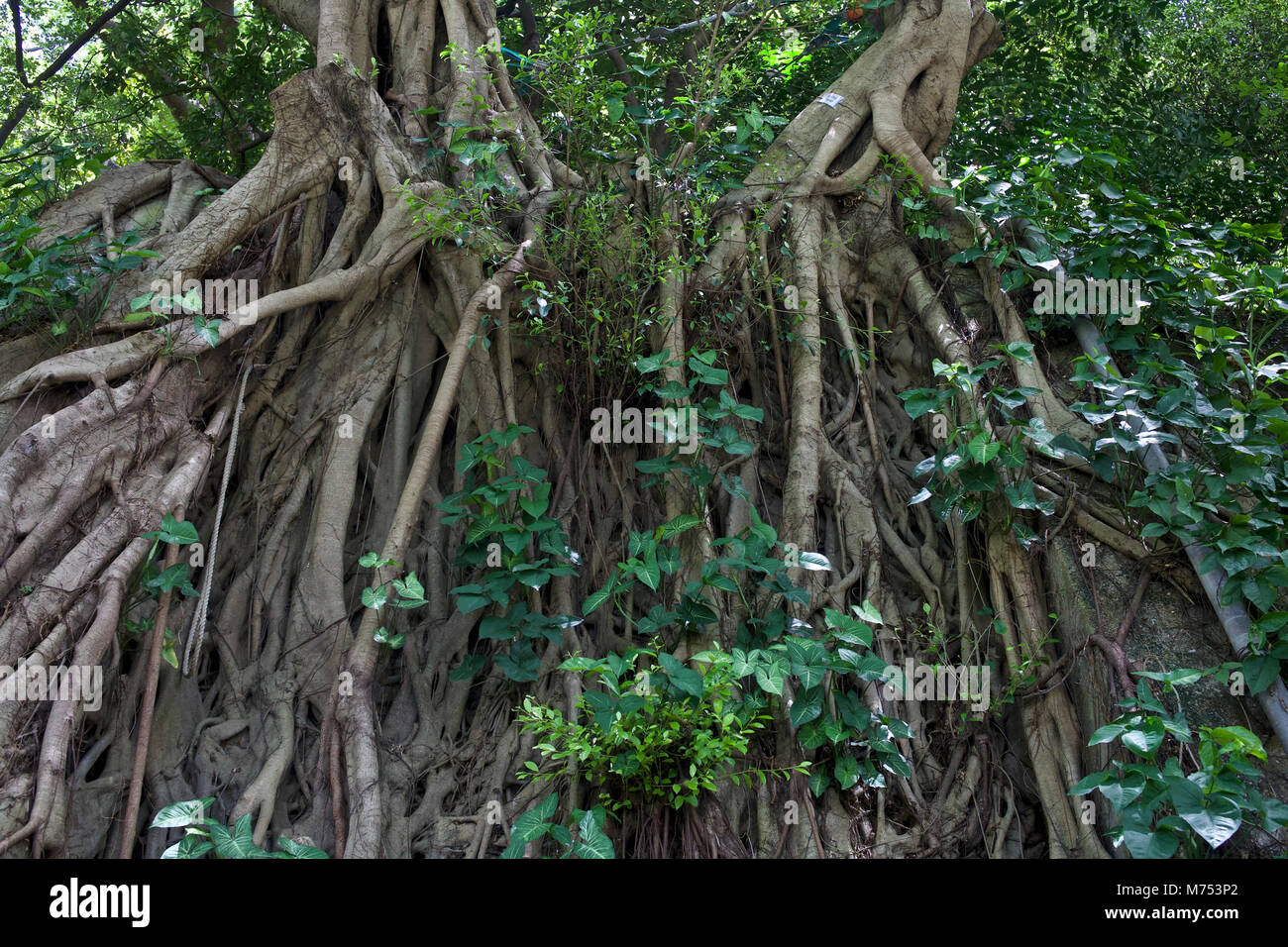 Banyan Tree Hong Kong High Resolution Stock Photography and Images - Alamy