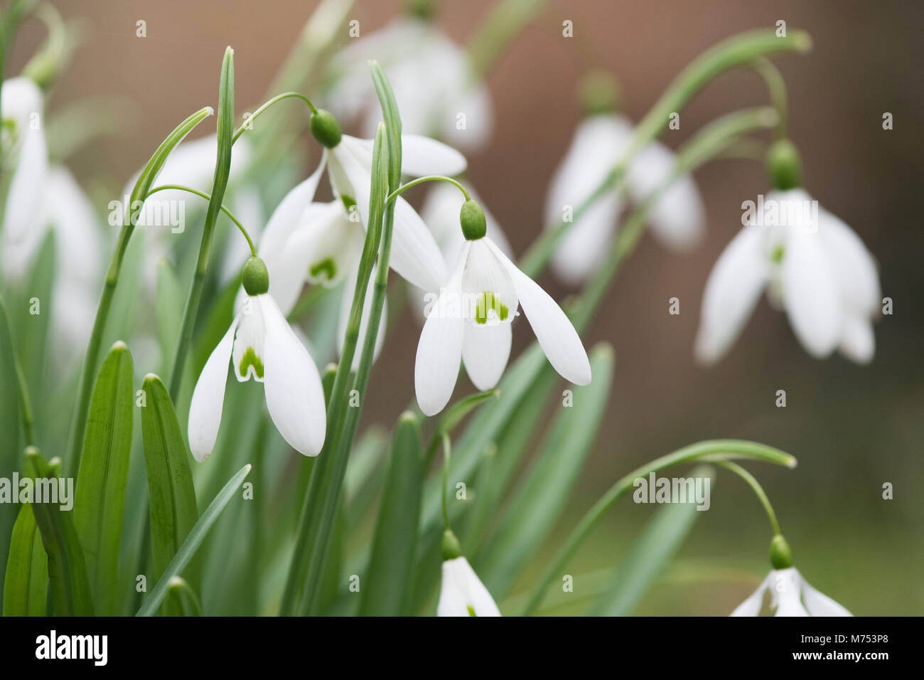 Flower shaped magnet hi-res stock photography and images - Alamy