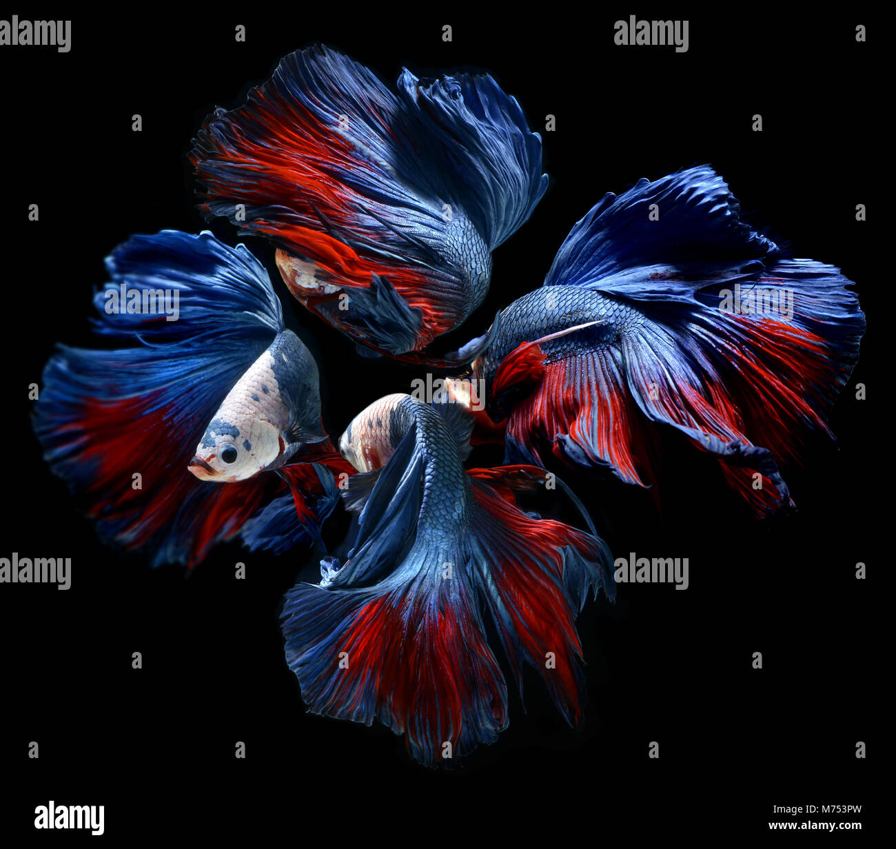 Dragon head fish hi-res stock photography and images - Alamy