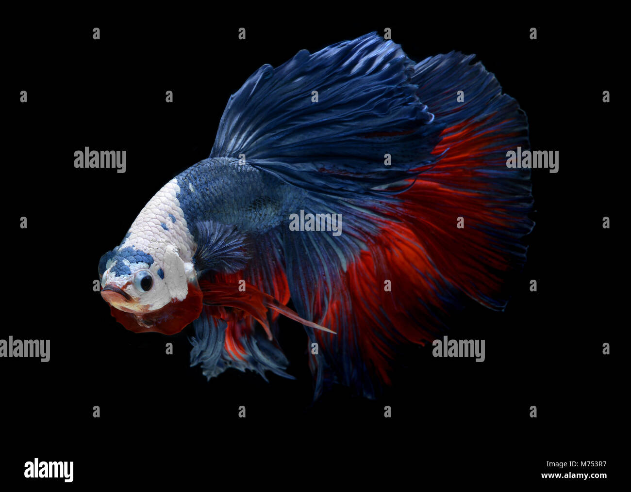 Fancy monster white head betta or saimese fighting fish like the dragon ...