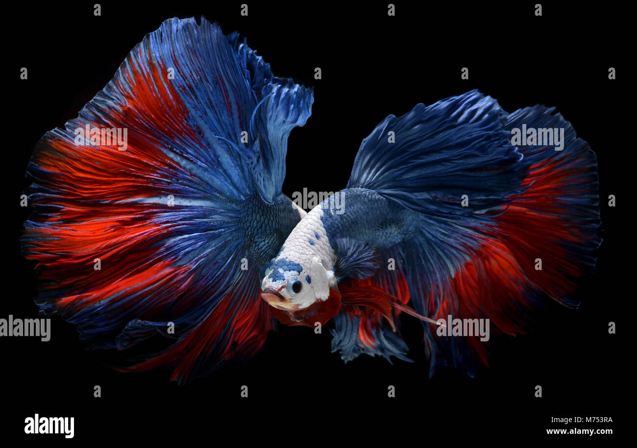 Fancy monster white head betta or saimese fighting fish like the dragon ...